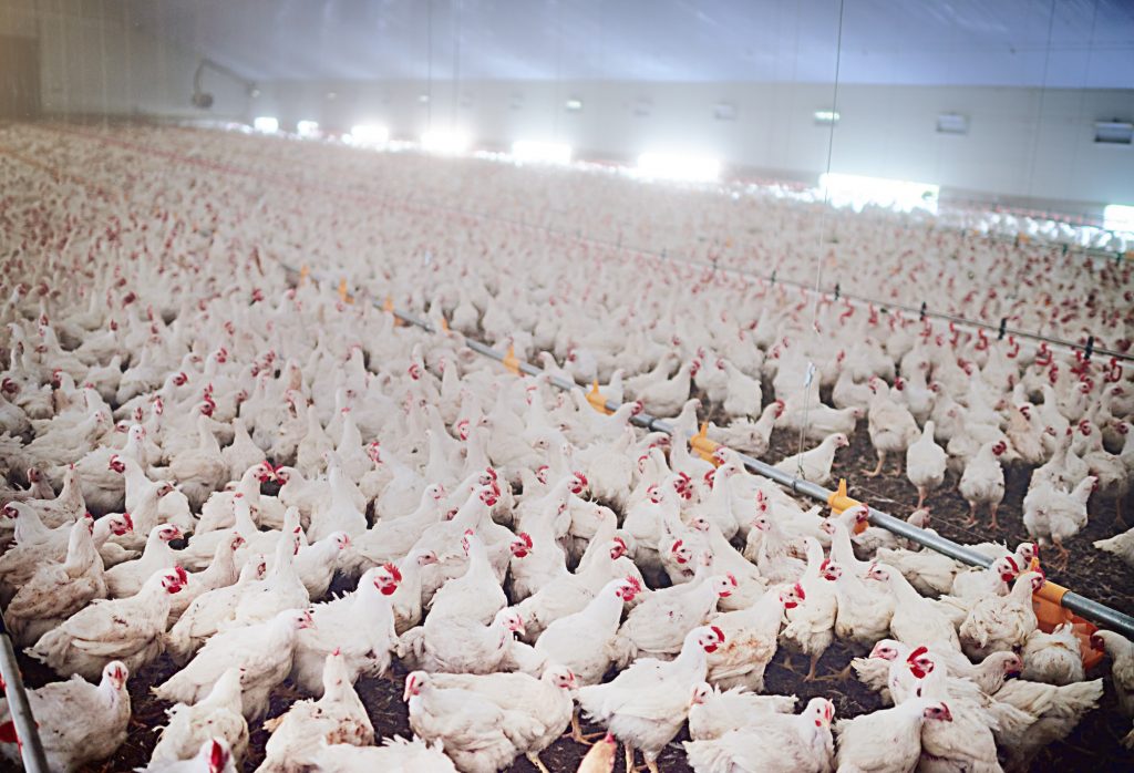 Essential Questions to Ask as You Create a Plan for Poultry Farm ...