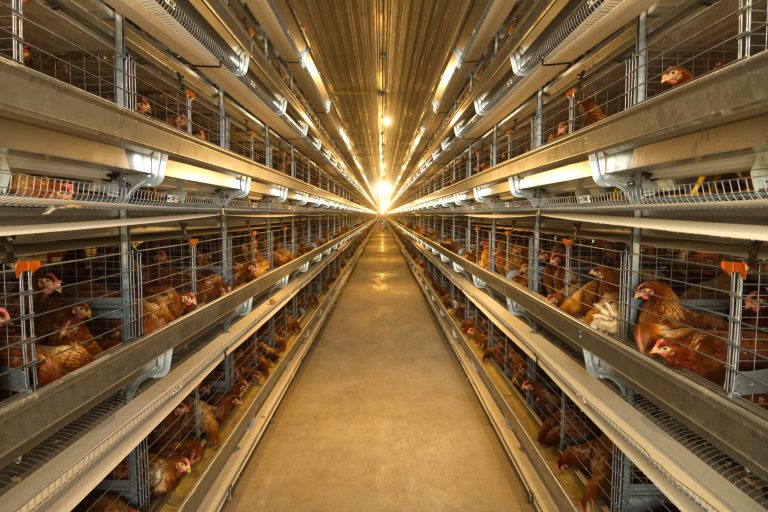 The Most Important Principles of Poultry Farm Cleaning - Hydro Tek